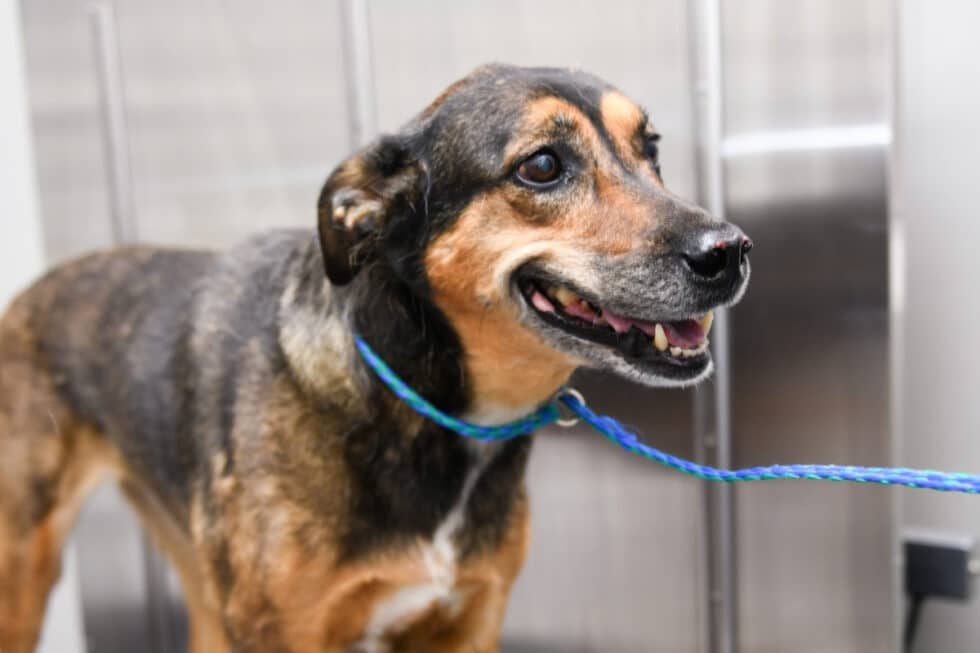 Fear Free Vet In Advance, NC | Animal Hospital Of East Davie