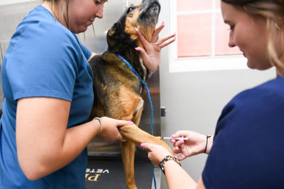 Pet Pain Management In Advance, NC | Animal Hospital Of East Davie